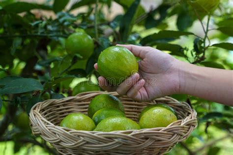 Hand Picking Lime From Garden Plots And Putting Them In Wicker Baskets