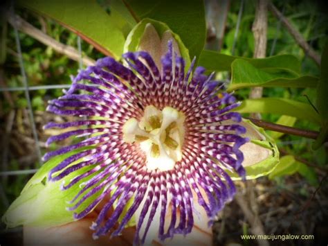 Maui Jungalow Jamaican And Regular Lilikoi