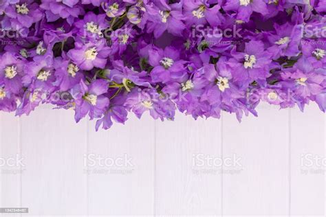 흰색 판자 배경에 라일락 델피늄 꽃으로 만든 프레임 맨 위 보기입니다 공간을 복사합니다 0명에 대한 스톡 사진 및 기타 이미지 Istock