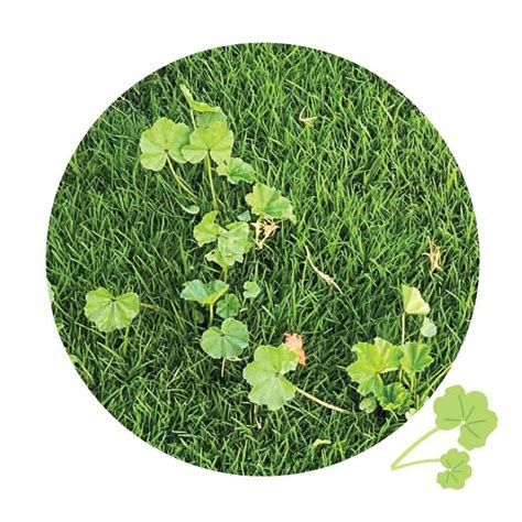 5 Common Lawn Weeds And How To Treat Them The Turf Farm Premium