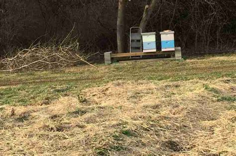 How To Move A Bee Hive With Gently Sustainable