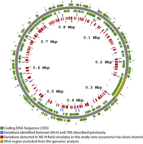 Map Of The Sequence Variations Detected In Ms H Field Reisolates