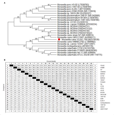 Phylogenetic Tree And Homology Analysis A Phylogenetic Tree Of The