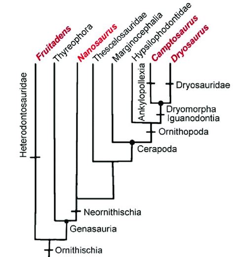 Simplified Phylogenetic Tree Showing The Four Valid Genera In Red Of Download Scientific