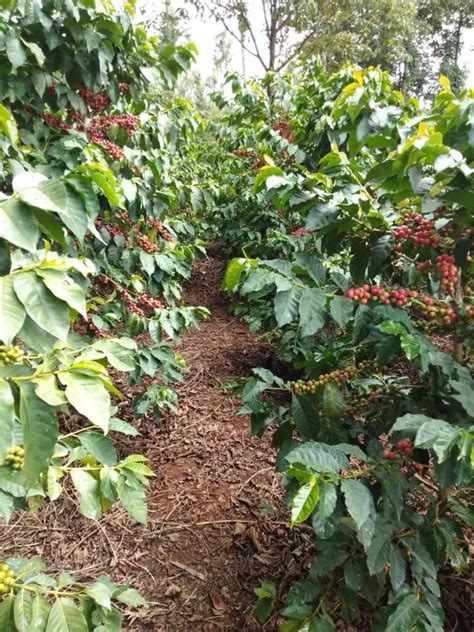 Cleaning Up Coffee Production Data Using Power Query Math Encounters Blog