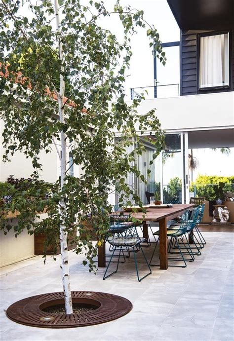 სანერგე სადარი • Nursery Sadari Tbilisi