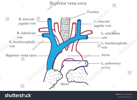 Superior Vena Cava Veins Which Form Stock Vector Royalty Free