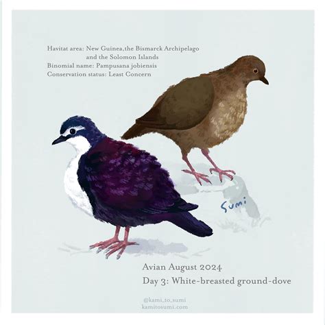 White Breasted Ground Dove Danbooru