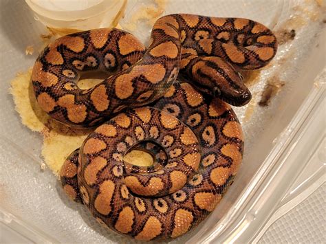 Bulls Eye Rainbow Boa Traits Morphpedia