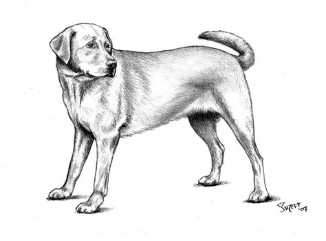 Yellow Lab Sketch At PaintingValley Com Explore Collection Of Yellow Lab Sketch