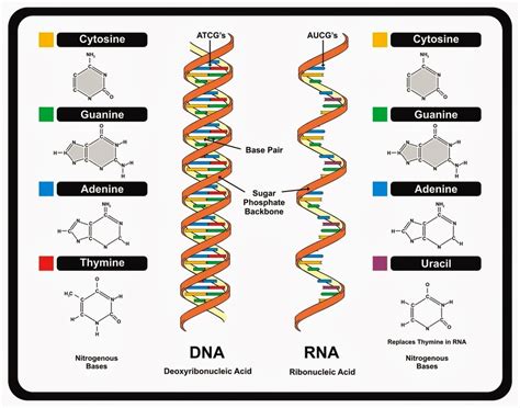 DNA And RNA Diagrams