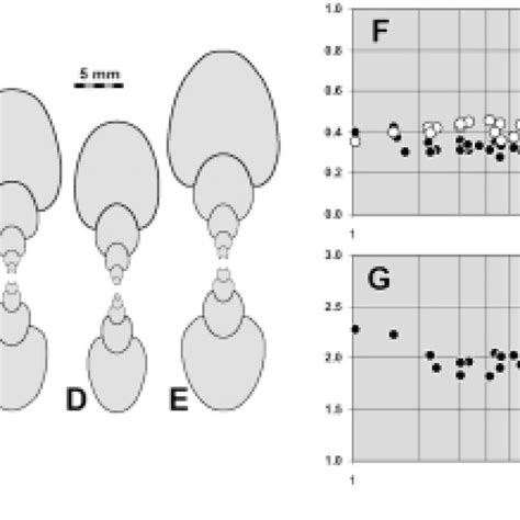 Cross Sections A B X 1 5 Suture Line C D X 2 5 And Conch Download Scientific Diagram