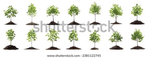 Sapling Trees Set Growth Sprout Seedling Stock Vector Royalty Free 2381122745 Shutterstock