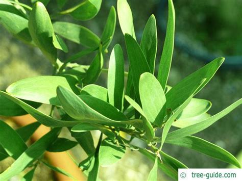 Australian Blackwood Acacia Melanoxylon