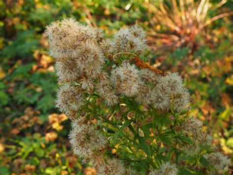 Solidago Virgaurea Echte Guldenroede Bloemenpark Appeltern