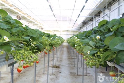 별마을딸기체험농장