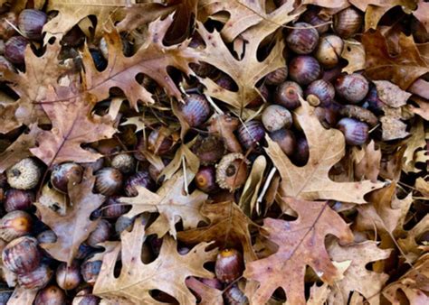 My Oak Tree Is Dropping Copious Amounts Of Acorns