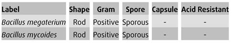 Cell Morphology Of Bacillus Megaterium And Bacillusmycoides