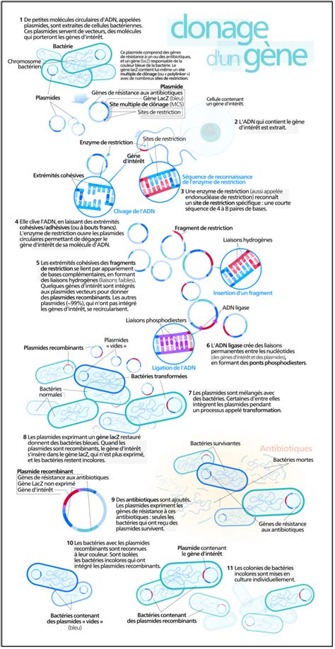 Clonage Gène Schéma Humain