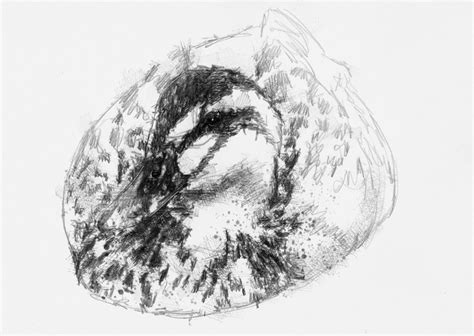 Adult Duck SeanBriggs