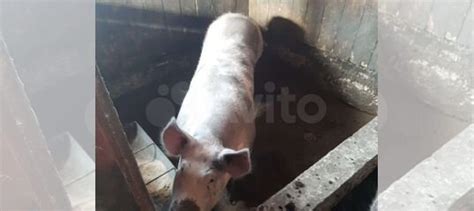 Свиньи живым весом продам купить в Симферополе Животные и зоотовары Авито