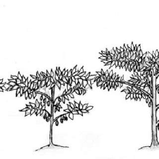Comparative Growth Of Cocoa Tree Plantations According To Age With