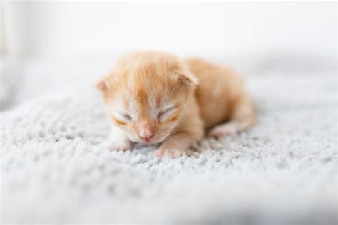 What Causes Kittens Eyes To Mat Up At Kristen Daniels Blog
