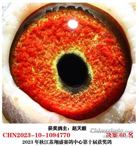 江苏翔盛公棚决赛获奖鸽赏析51 100名 江苏翔盛赛鸽中心 中信网各地公棚