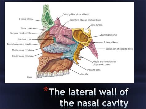 Clinical Anatomy Of The Head презентация онлайн