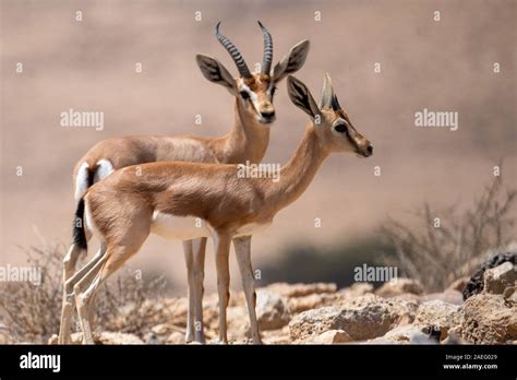 The Dorcas Gazelle Gazella Dorcas Also Known As The Ariel Gazelle The Dorcas Gazelle Gazella Dorcas Also Known As The Ariel Gazelle
