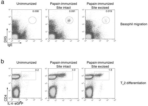 Migratory Dcs Are Not Necessary For Basophil Migration And T H 2