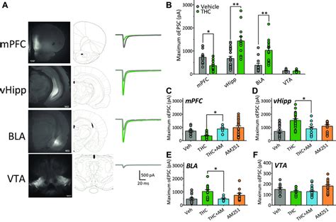 Pathway Specific Alteration Of The Nucleus Accumbens Shell Nacs