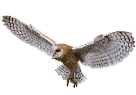 Сова на прозрачном фоне для шопа 33 фото красивые фото и картинки Pofoto Club