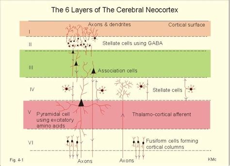 Different Neocortex Layers Structure And Function