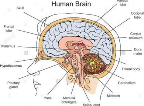 Explain The Structure Human Brain With A Labelled Diagram Brainly In