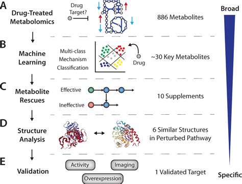 Drug Off Target Discovery Integrating Machine Learning Metabolomics And Structural Analysis