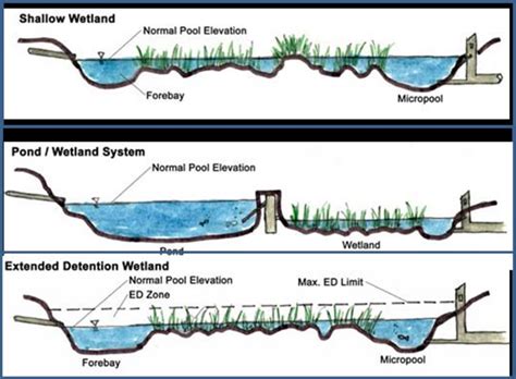 Major Wetland Types Wetland Stormwater Water Design