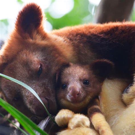 Turns Out Tree Kangaroos Exist And Its Impossible To Scroll Down This List Without Smiling