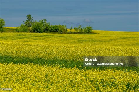 유채 는 기름이 풍부한 씨앗 덕분에 재배되는 밝은 노란색 꽃을 피우며 카놀라는 식물성 기름의 중요한 공급원이자 단백질 가루의 원천입니다 0명에 대한 스톡 사진 및 기타