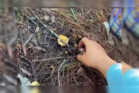 捡不完，根本捡不完！大雨过后，云南野生菌闪亮登场