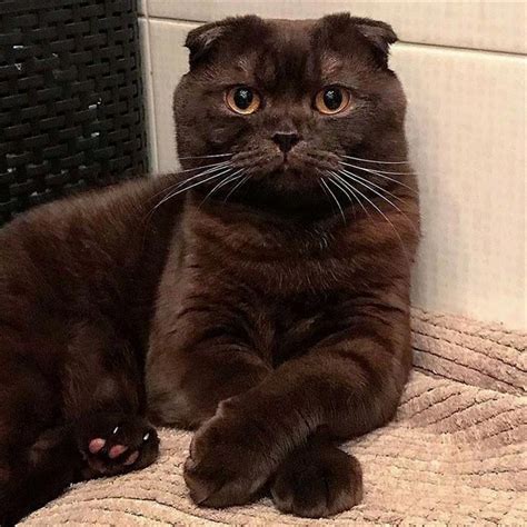 Pin By R2 On ️ Cats Scottish Folds Scottish Fold Scottish Fold
