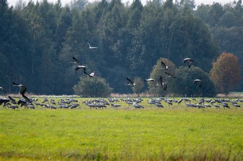 Grues Des Oiseaux Migration Sur Le Photo Gratuite Sur Pixabay Pixabay