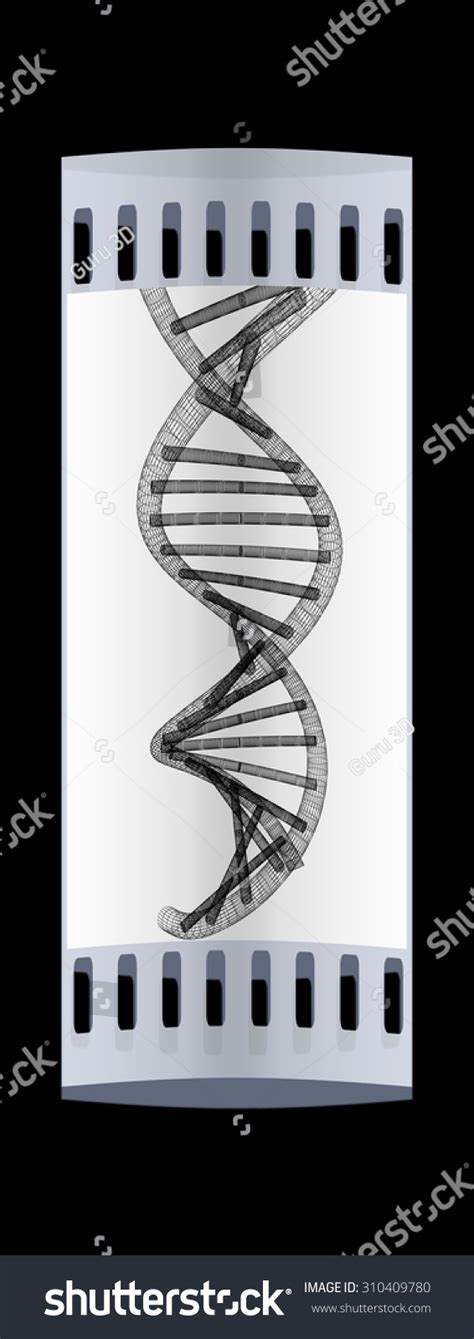 Dna Structure Model Film Strip Stock Illustration 310409780 Shutterstock