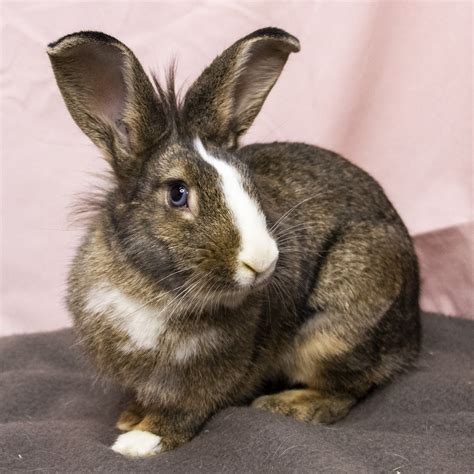 Meet Our Next Fluffr Star Pepper Looking For Love So Is Pepper And This Fluffy Heartbreaker