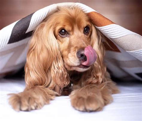 Should I Let My Dog Lick Me