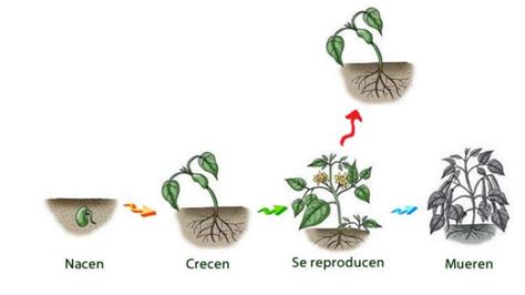 El Ciclo De Vida En Las Palabras