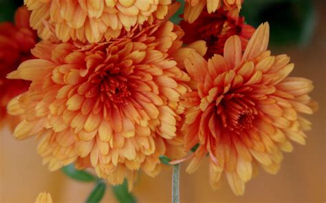 GARDEN MUMS RUST COLORED AND BEAUTIFUL FOR THE FALL Sowing The Seeds