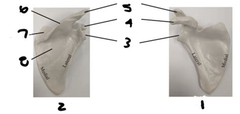 Bio Lab Lecture Appendicular Skeleton Flashcards Quizlet