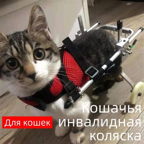 Кошачья инвалидная коляска.Двухколесная реабилитационная коляска для ...