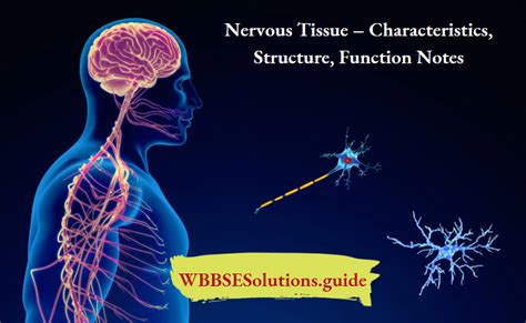 Nervous Tissue Characteristics Structure Function Notes Wbbse